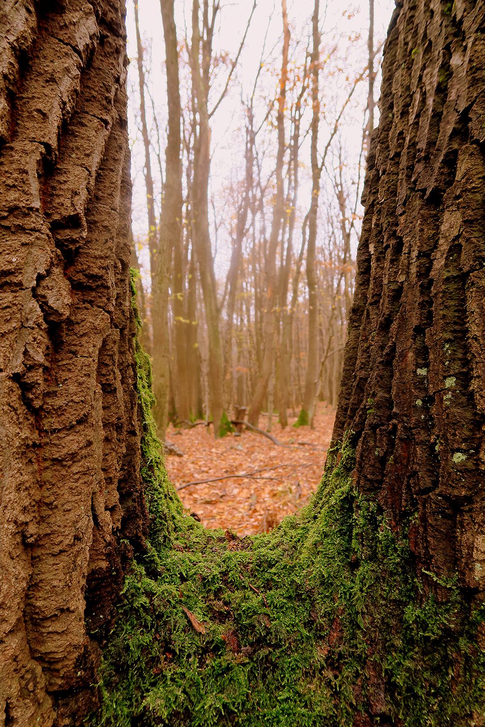 7 things to do when Vienna closes down for the Christmas holidays ...