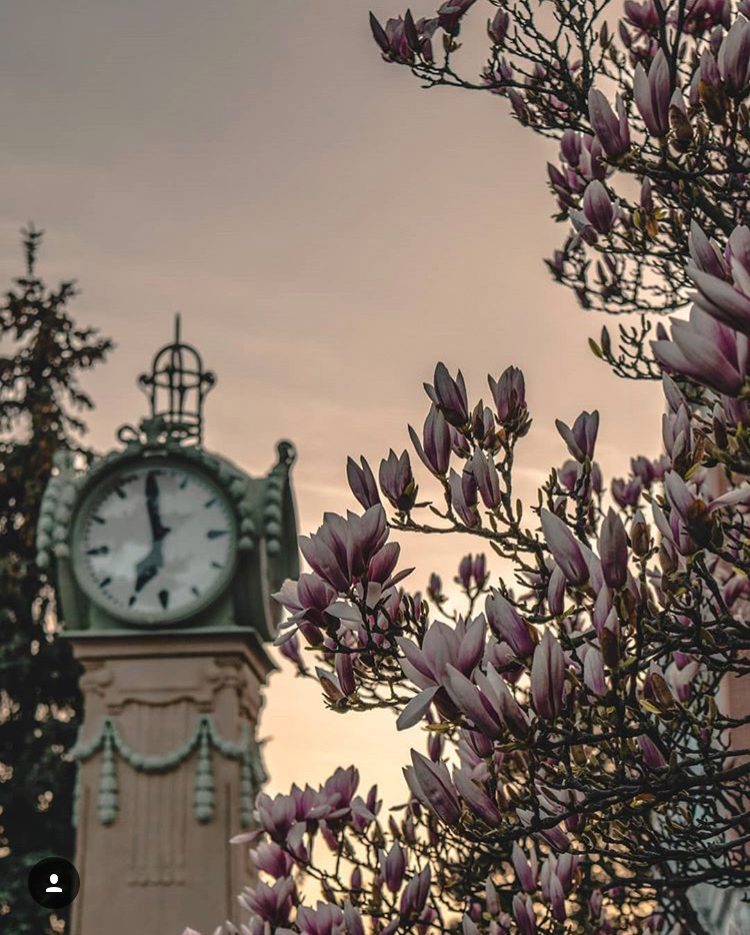 12 pictures that prove Vienna looks its absolute best in spring ...