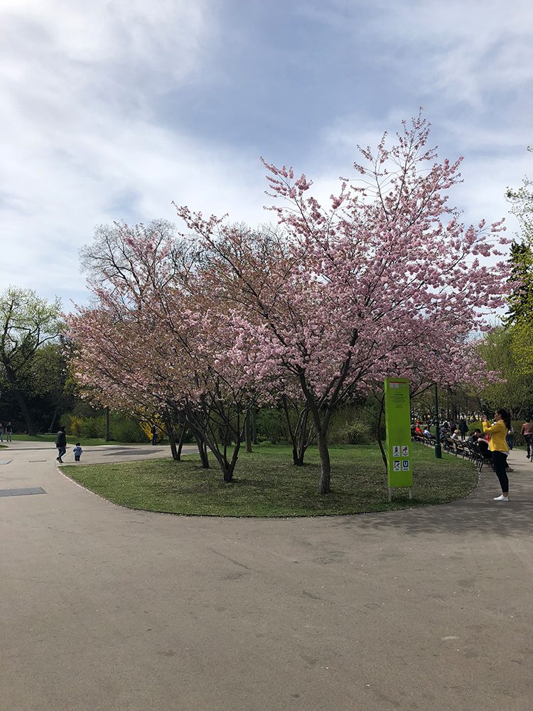 12 pictures that prove Vienna looks its absolute best in spring ...